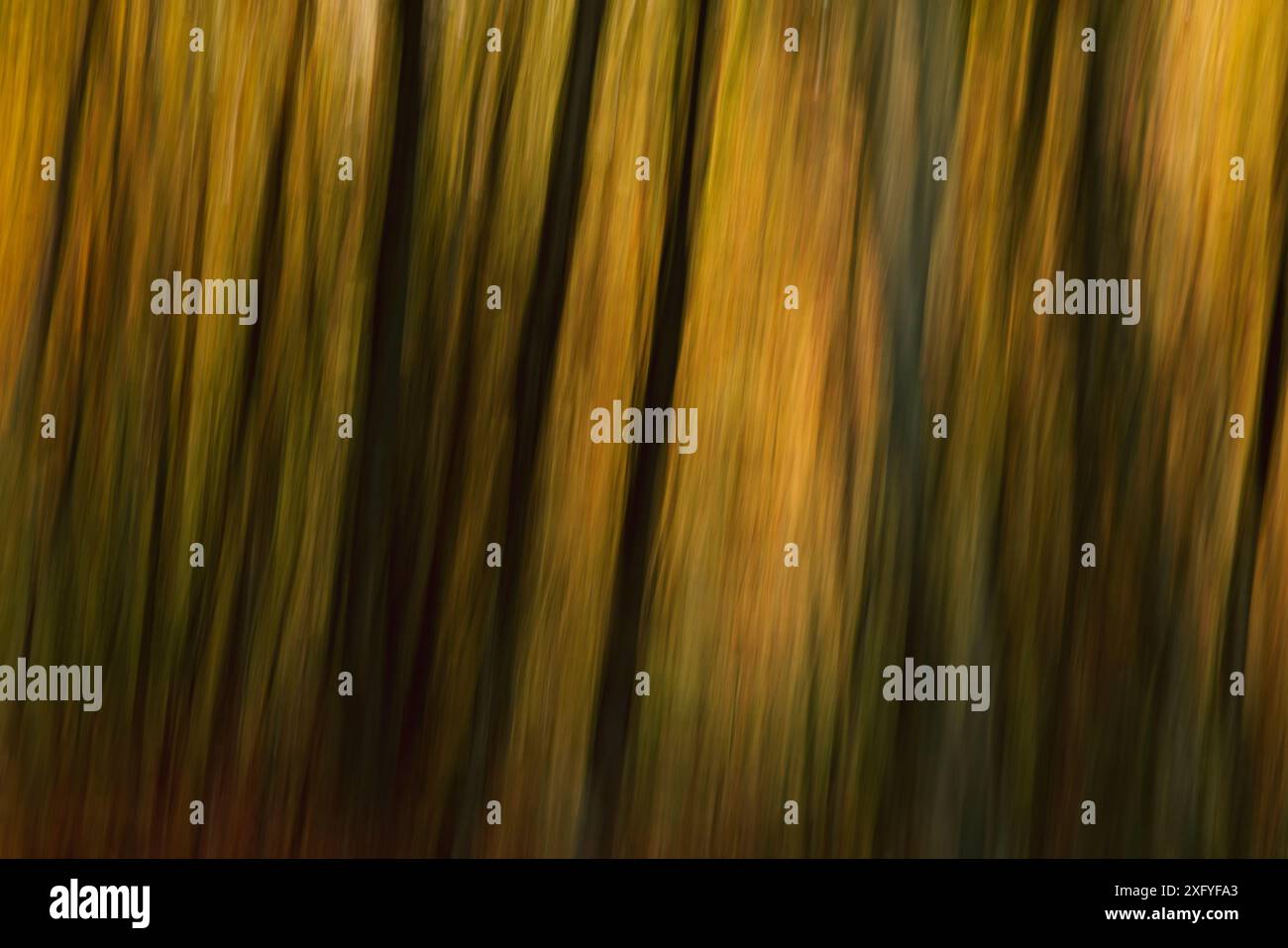 Blurred autumn forest, photographed with long exposure and drawing ...