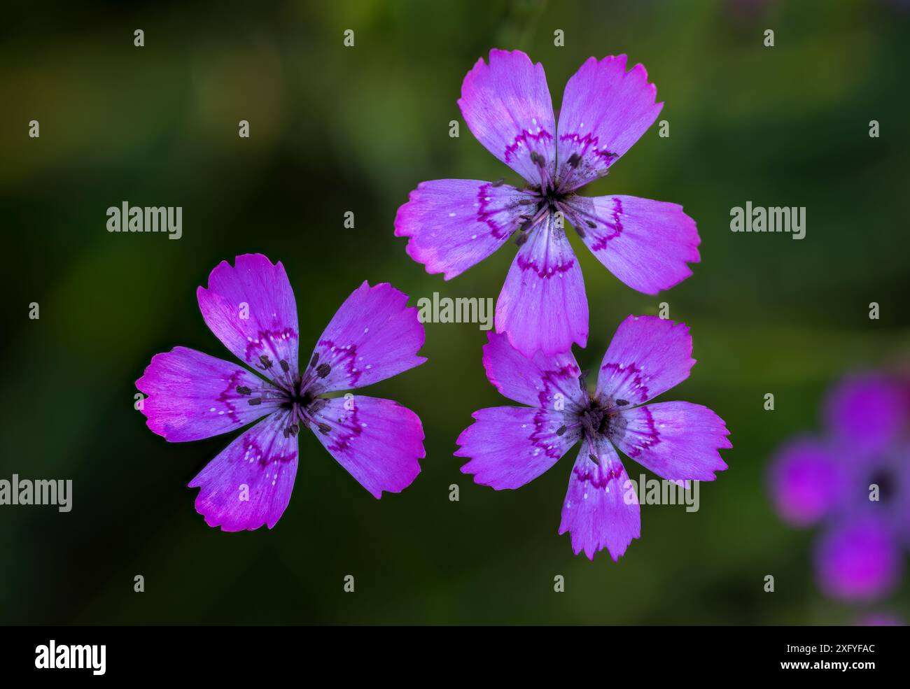 Pink family hi-res stock photography and images - Alamy