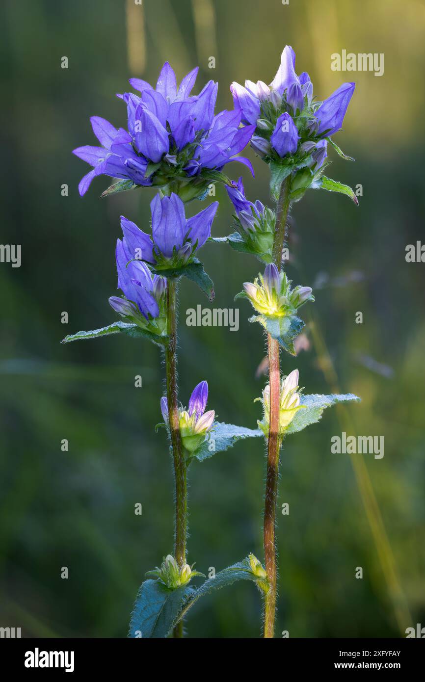Bellflower hi-res stock photography and images - Alamy