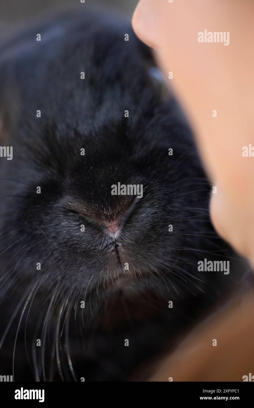 Half animal half human hi-res stock photography and images - Alamy