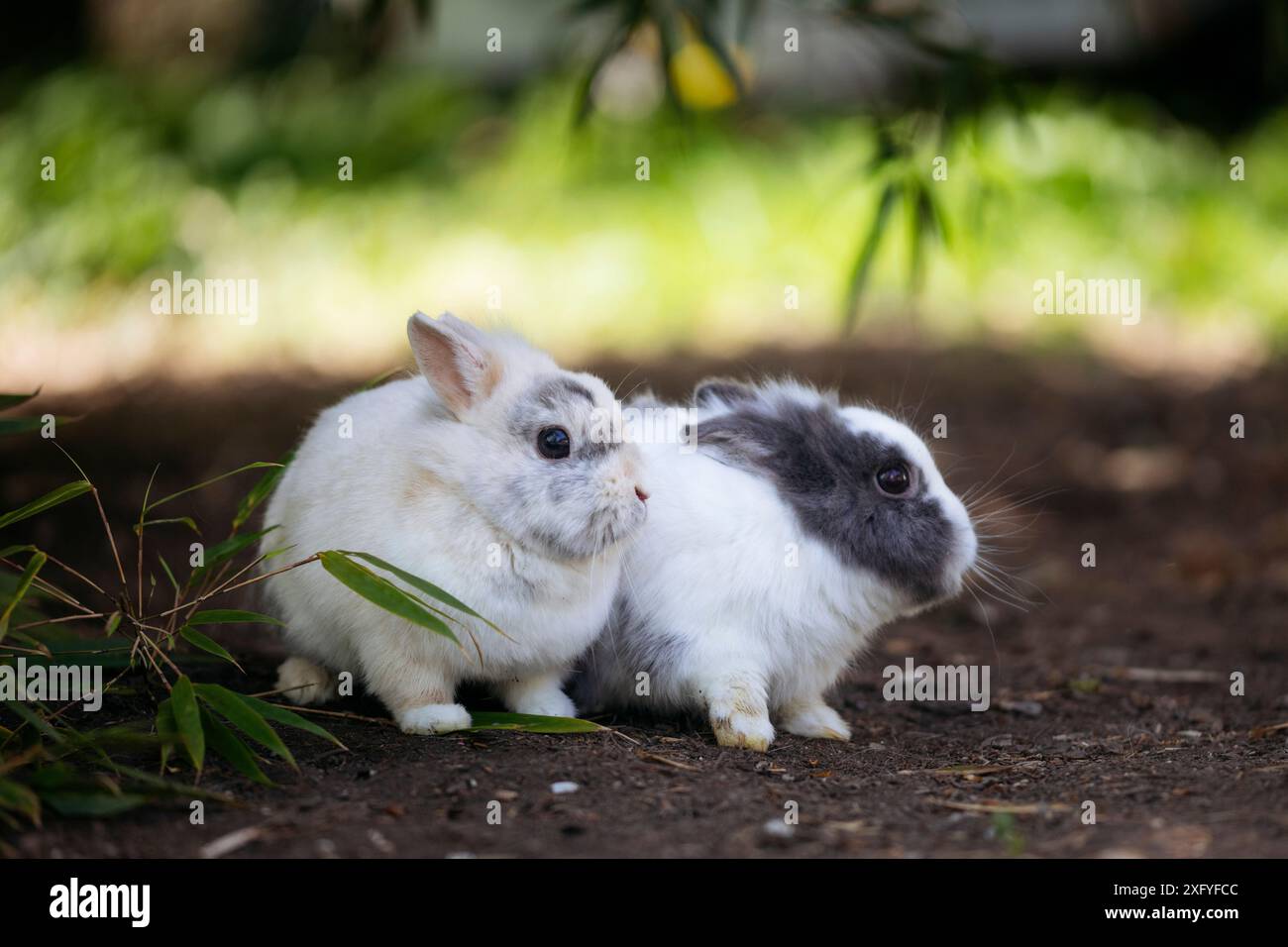 Dwarf rabbit person hi-res stock photography and images - Alamy
