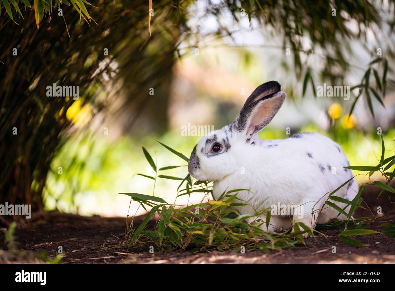 Rex rabbit hi-res stock photography and images - Alamy