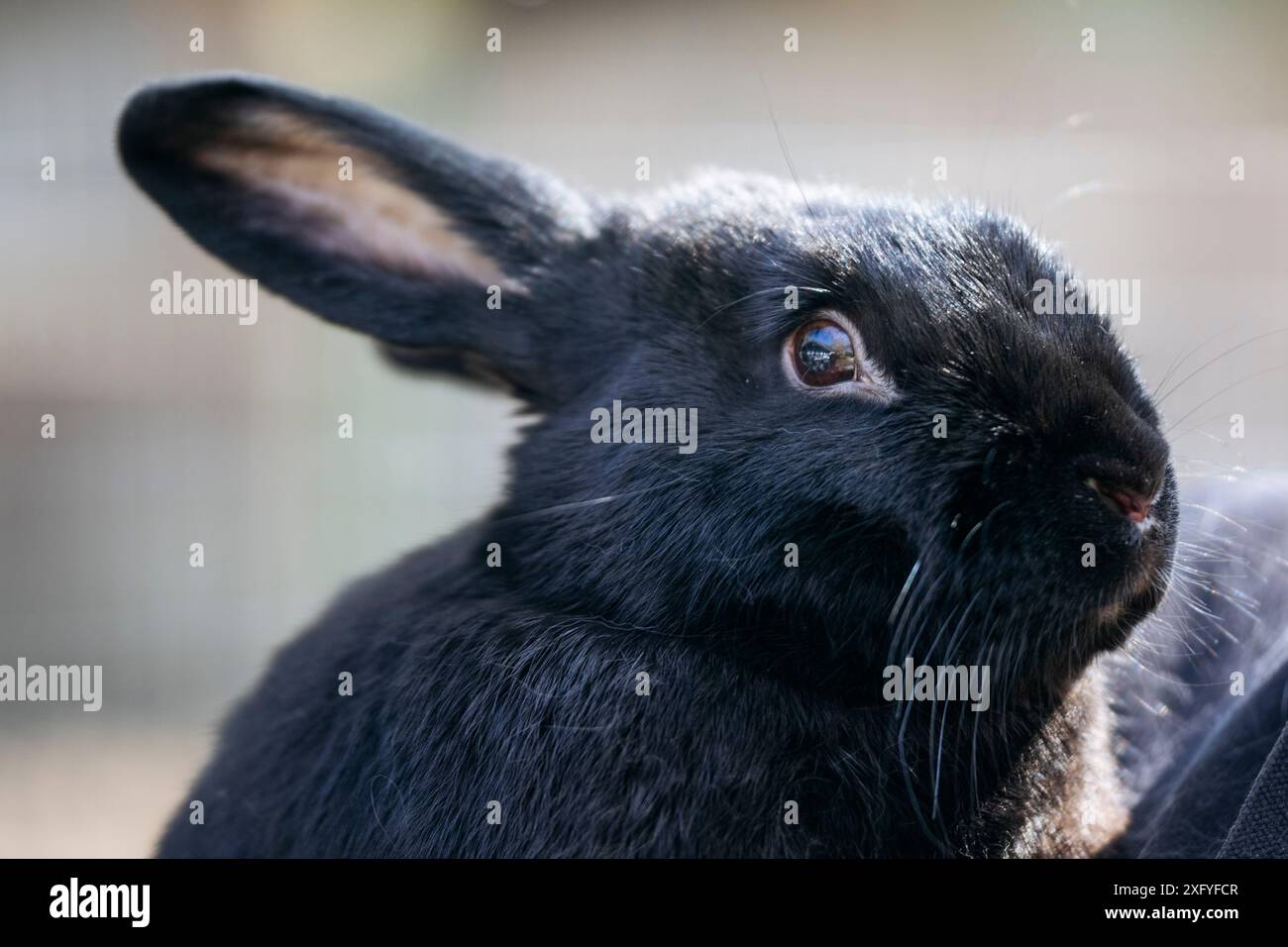 Alaska rabbits hi-res stock photography and images - Alamy