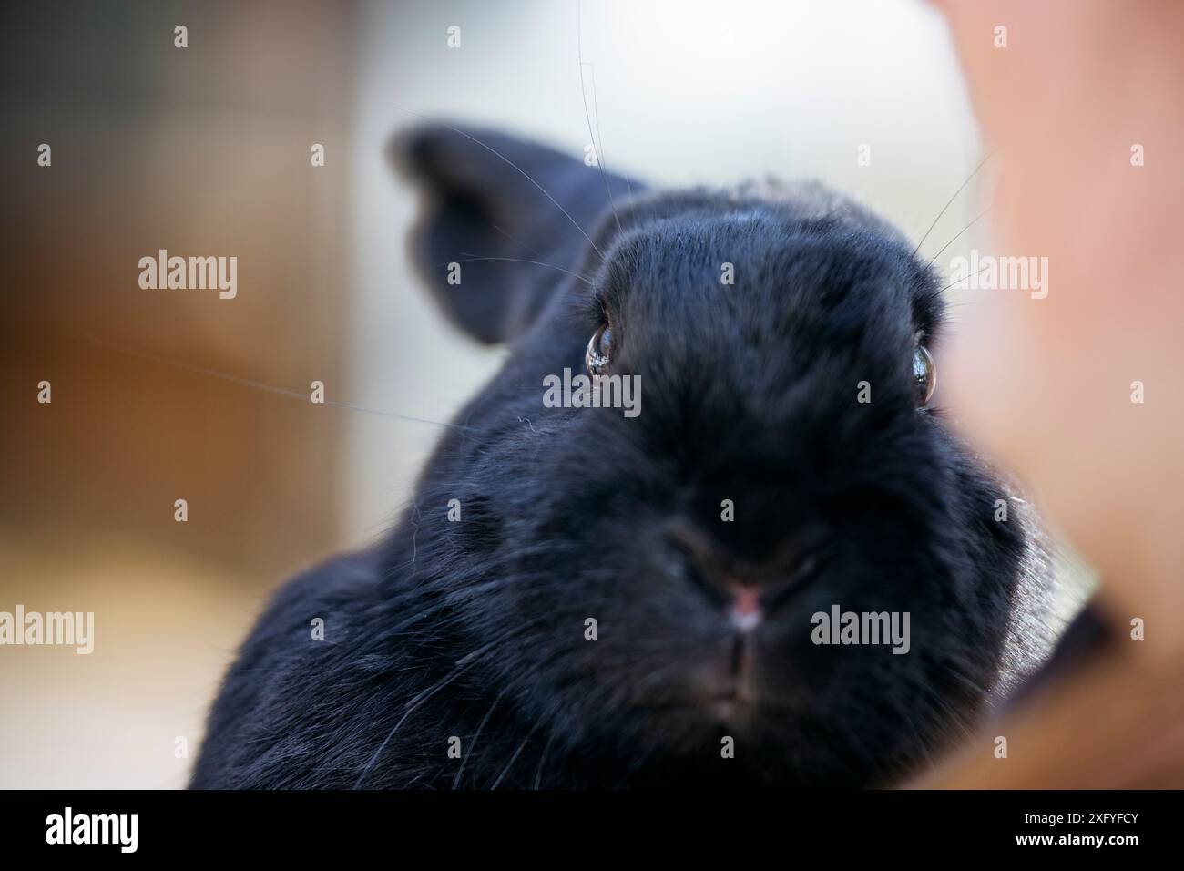 Pedigree rabbit Alaska black Stock Photo - Alamy