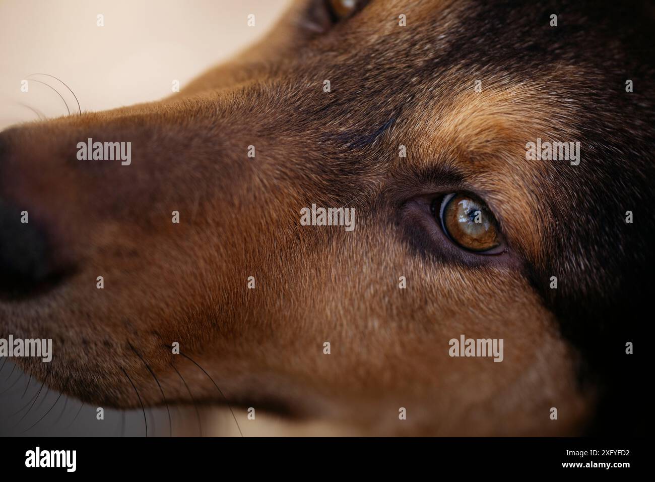 Dog face close-up, mixed breed dog Stock Photo - Alamy