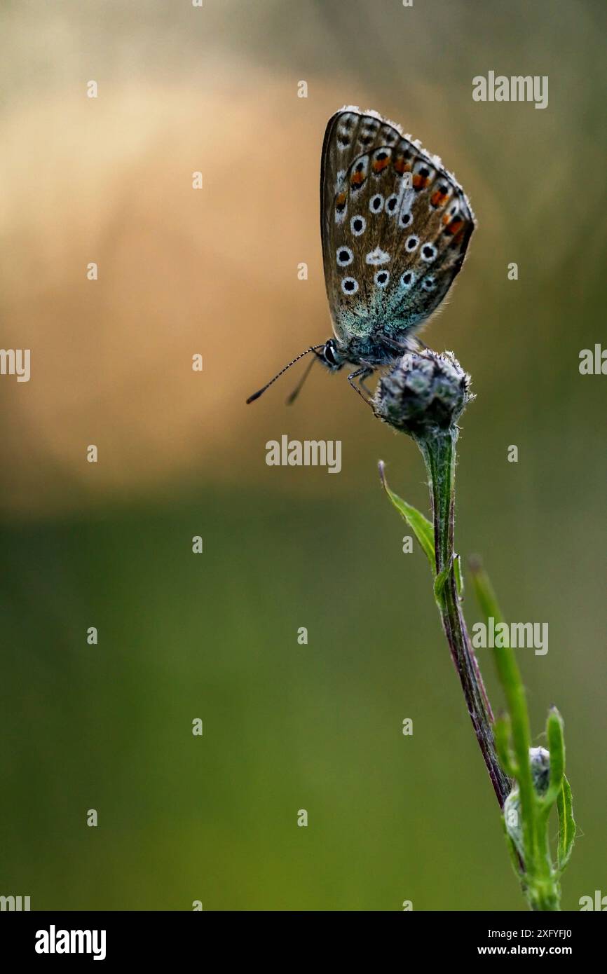 Butterfly in light blue hi-res stock photography and images - Alamy
