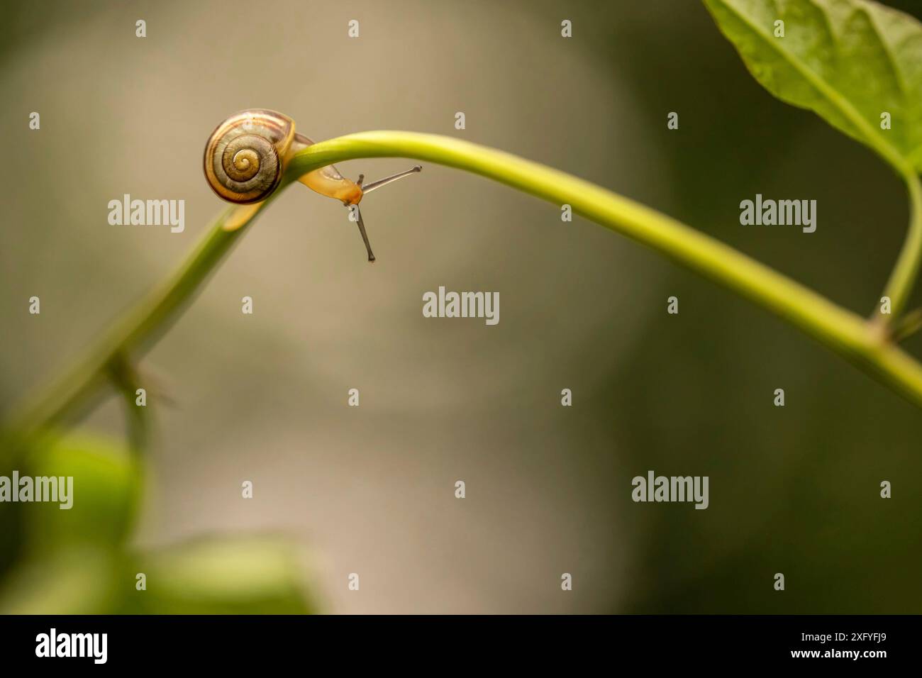 Snail shell on grass stem hi-res stock photography and images - Alamy