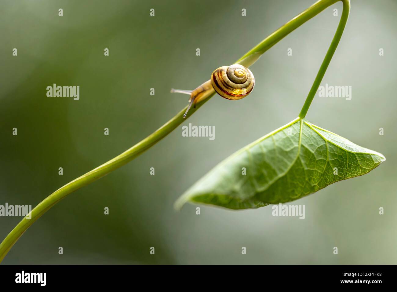 Snail shell on grass stem hi-res stock photography and images - Alamy