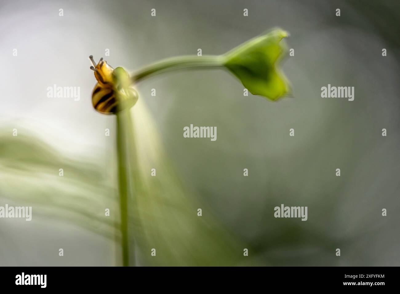 Snail shell on grass stem hi-res stock photography and images - Alamy