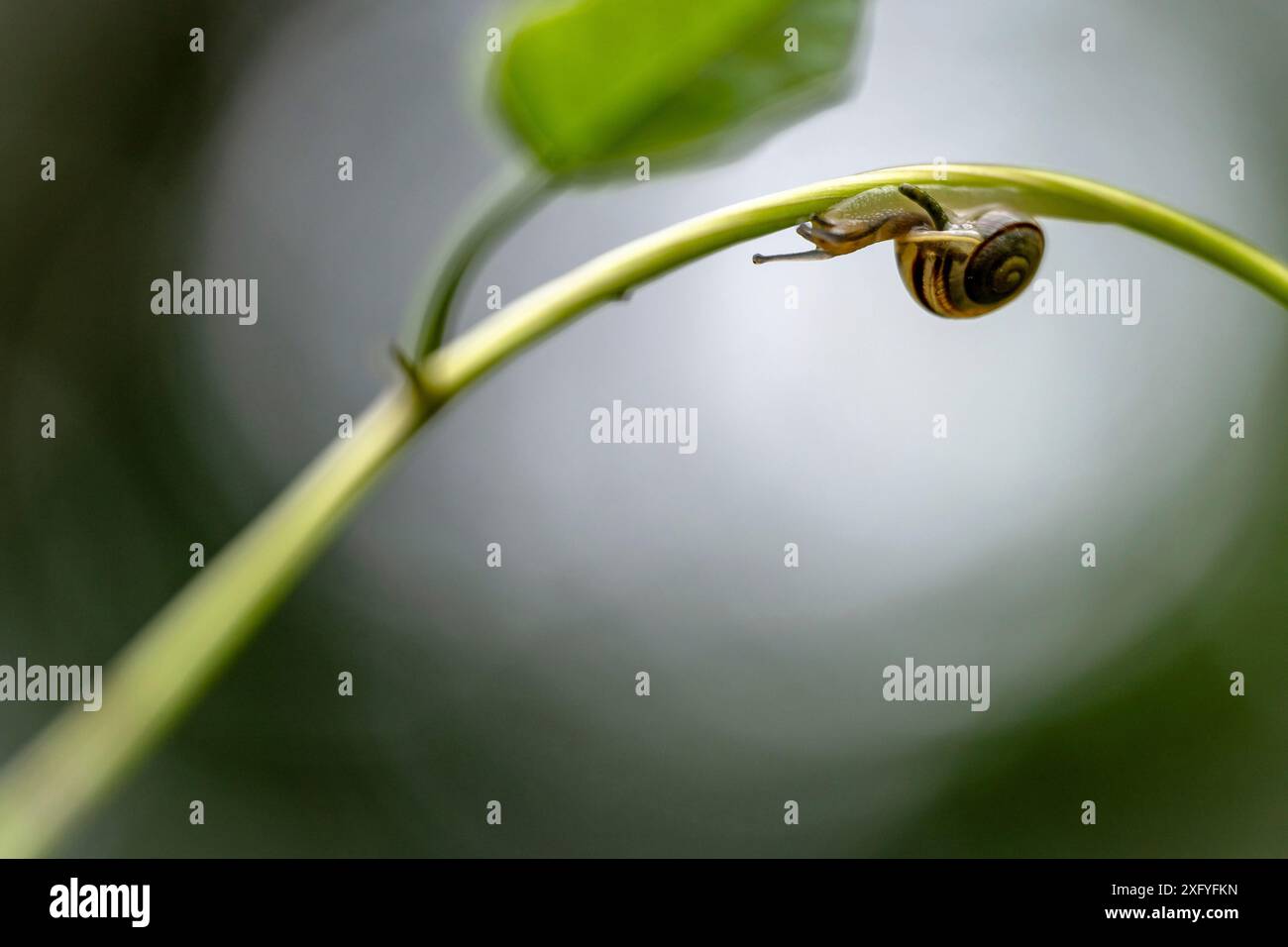 Shell snail on a plant, close-up Stock Photo - Alamy