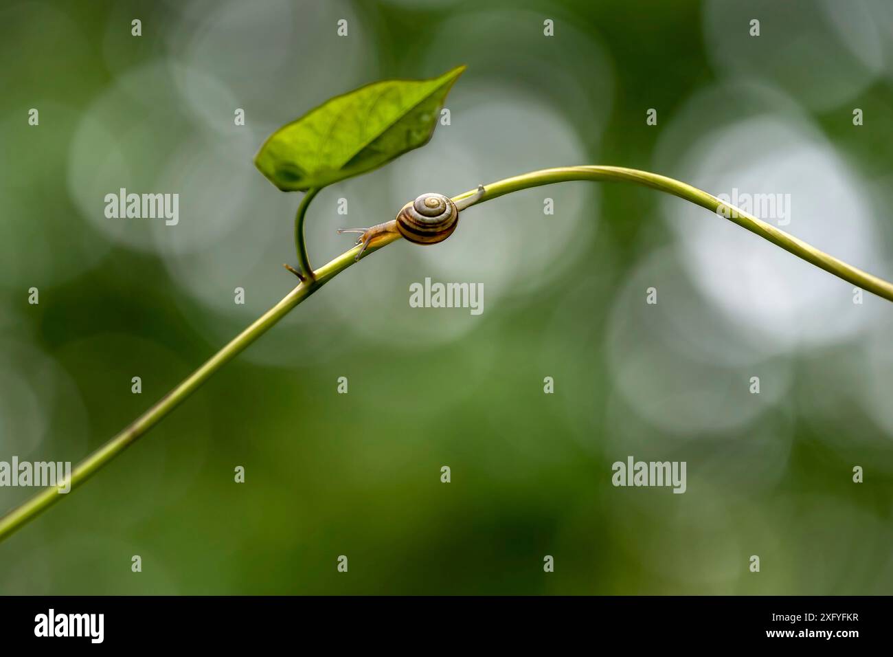 Snail shell on grass stem hi-res stock photography and images - Alamy