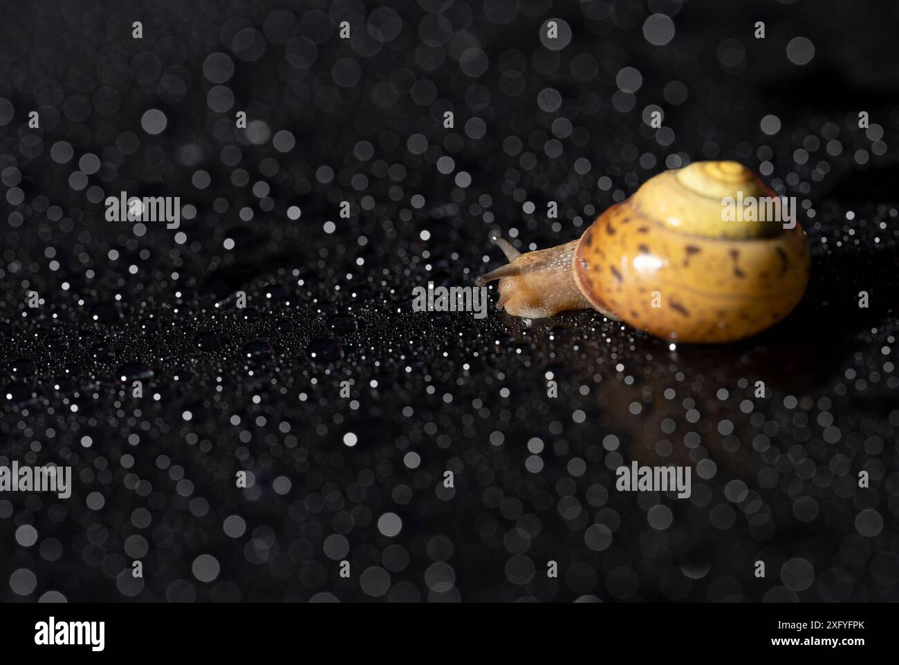 Shell snail, close-up Stock Photo - Alamy