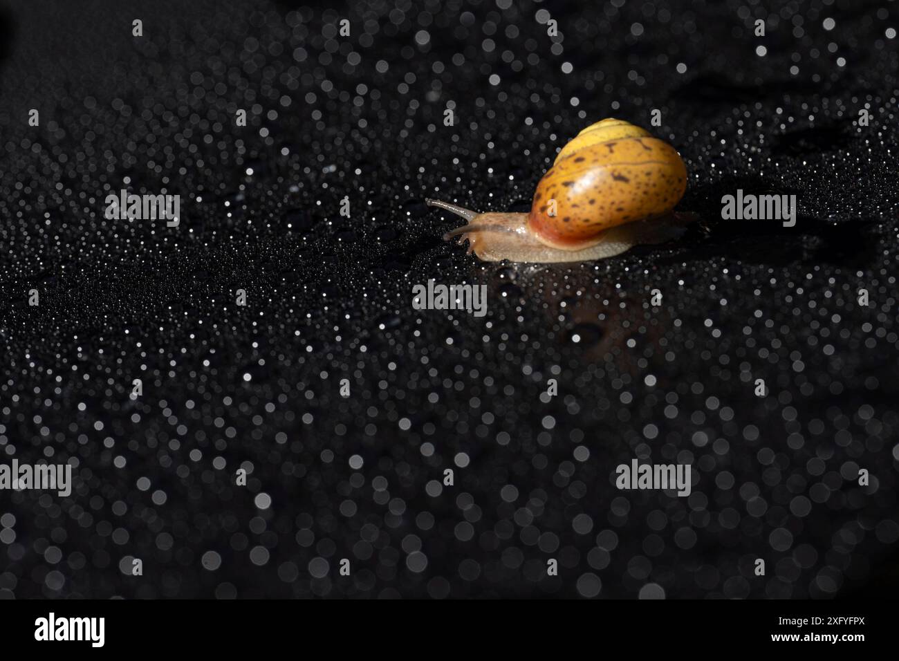 Shell snail, close-up Stock Photo - Alamy