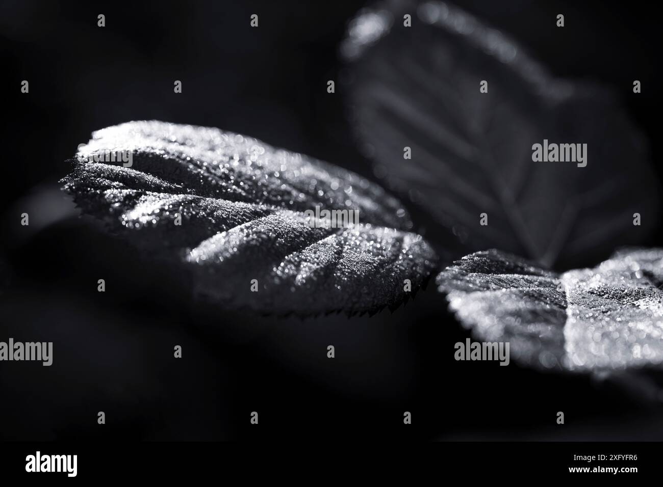 White and black leaves hi-res stock photography and images - Alamy