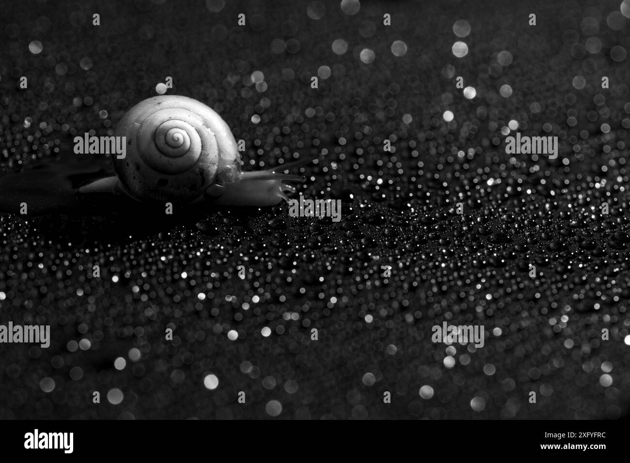 Close up snail shell Black and White Stock Photos & Images - Alamy