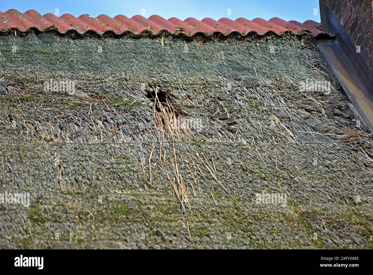 Roof damage caused by birds hi-res stock photography and images - Alamy