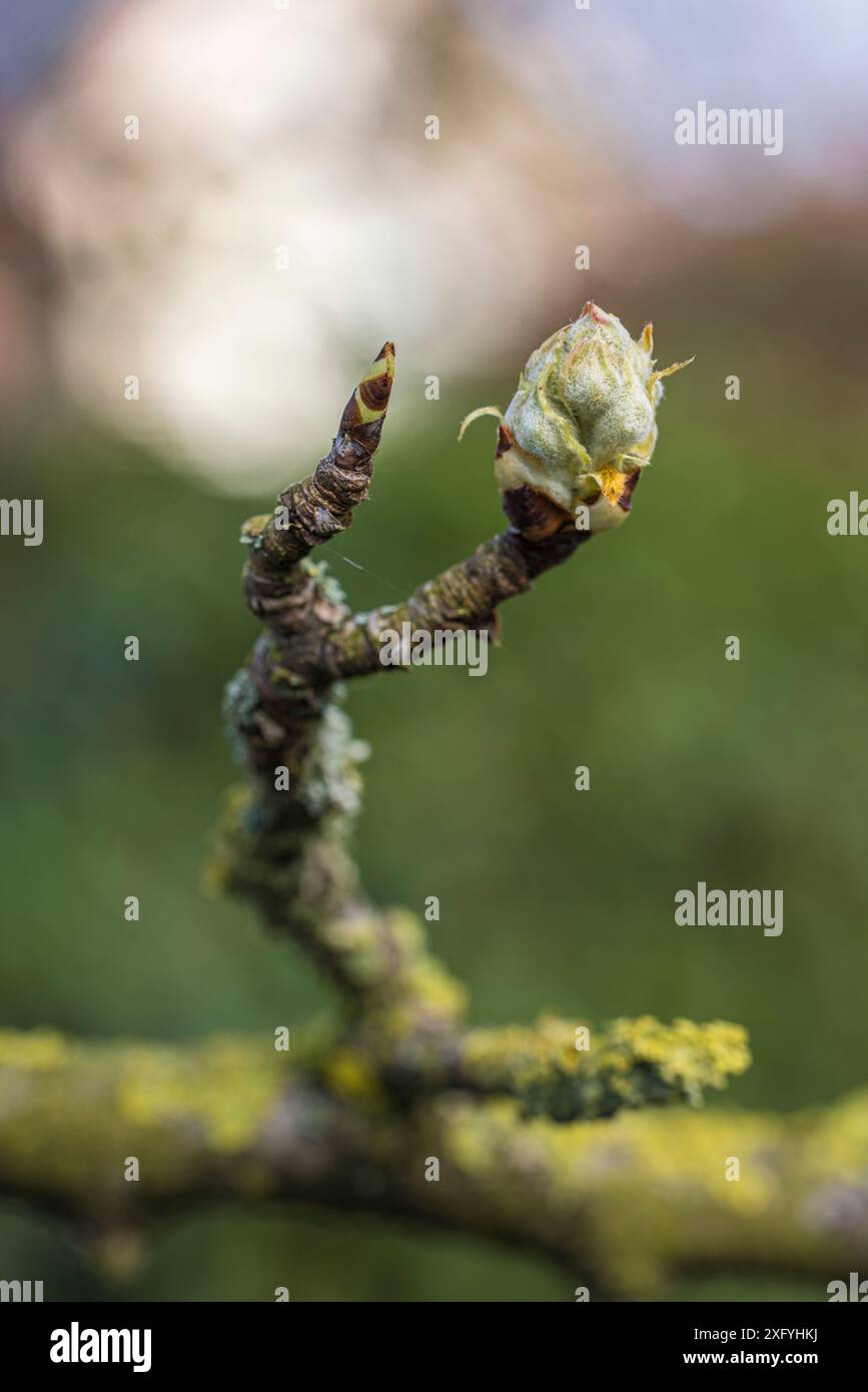 Pear tree in bud hi-res stock photography and images - Alamy