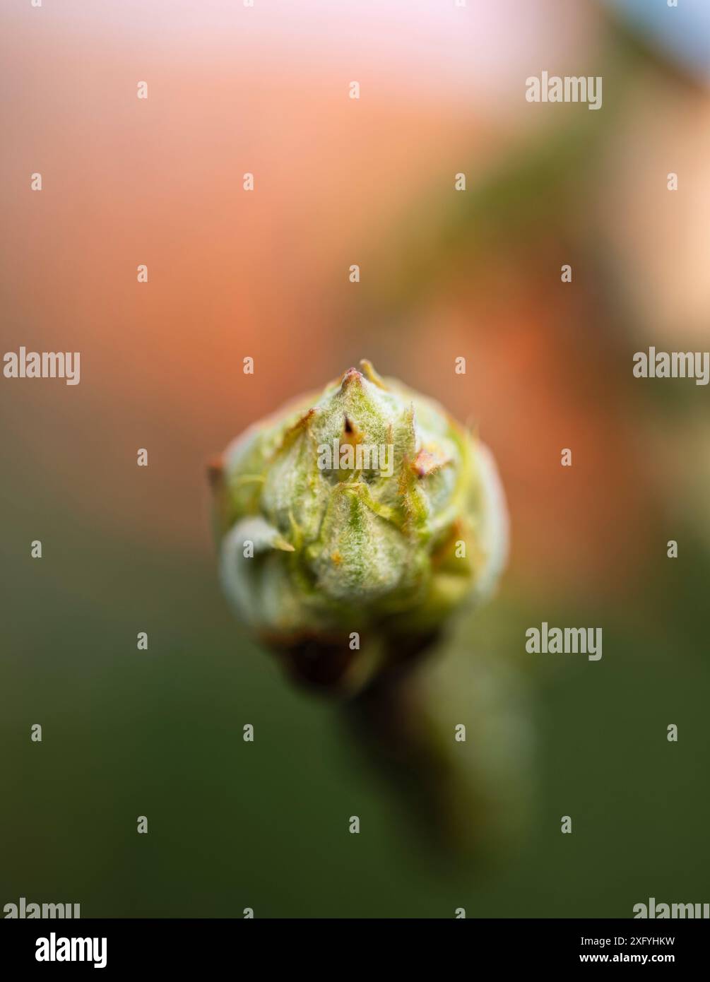 Pear tree in bud hi-res stock photography and images - Alamy