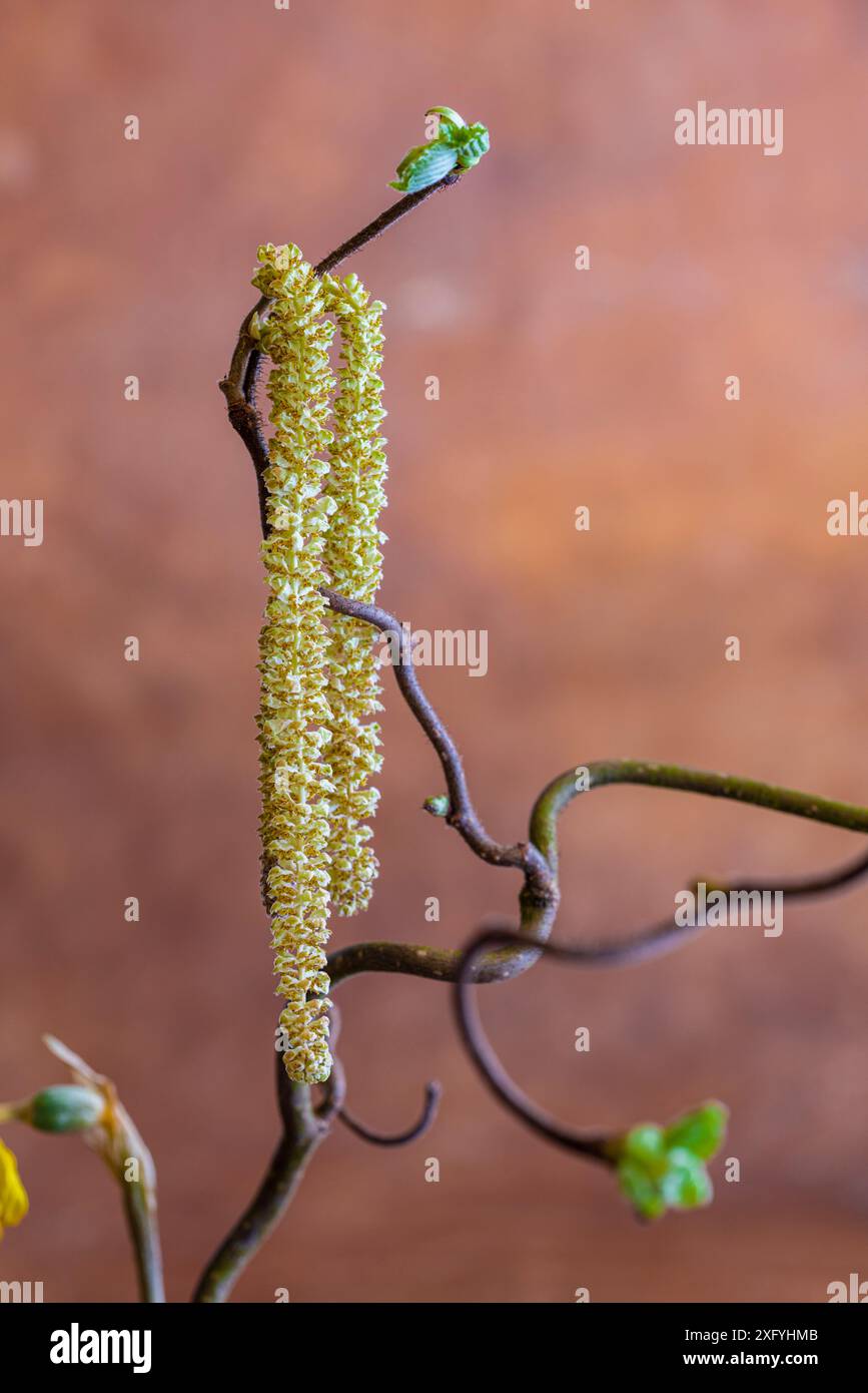 Hazelnut branch with blossom and leaf Stock Photo - Alamy