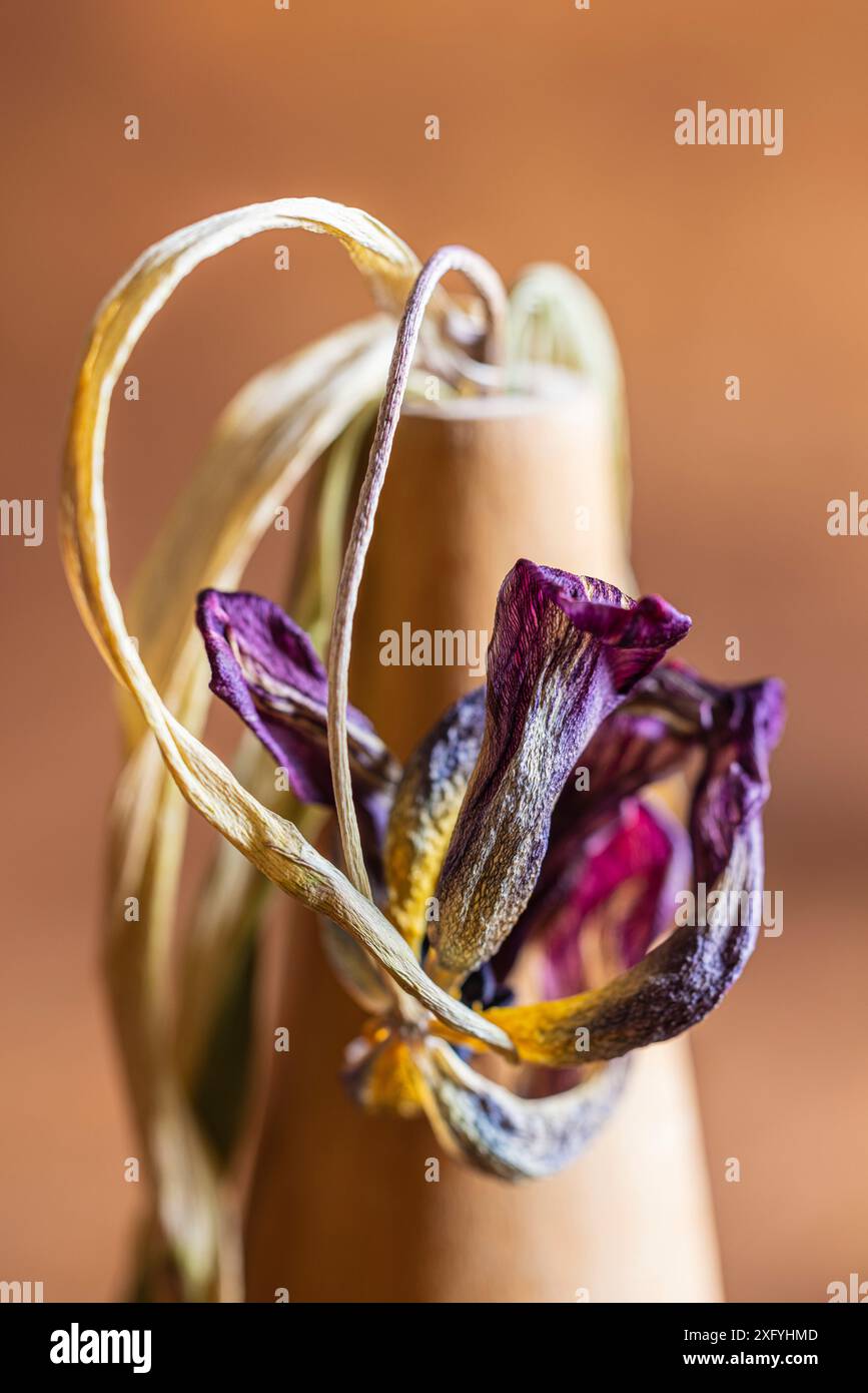 A faded tulip in a wooden vase Stock Photo - Alamy