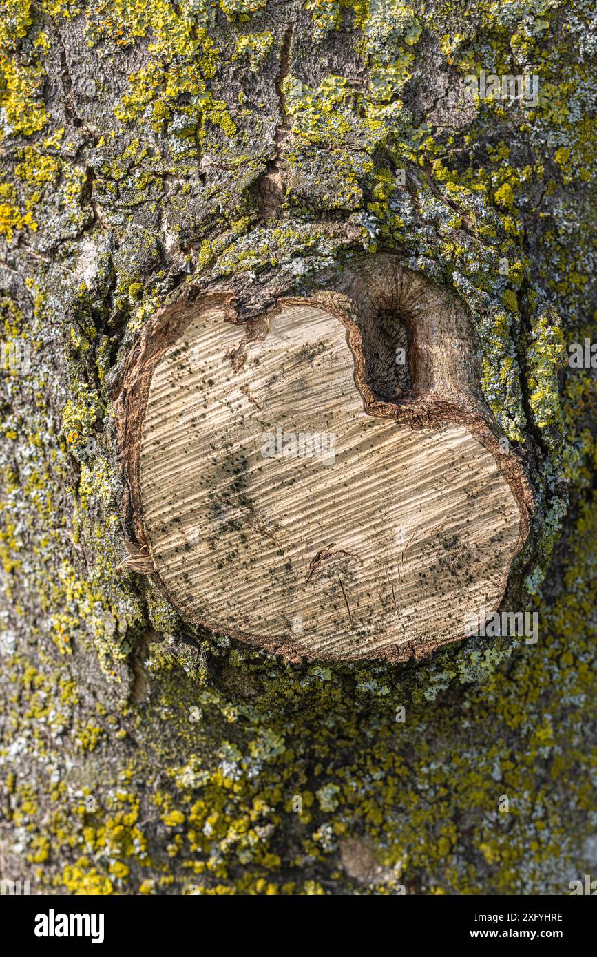 Heart-shaped sawn-off branch Stock Photo - Alamy