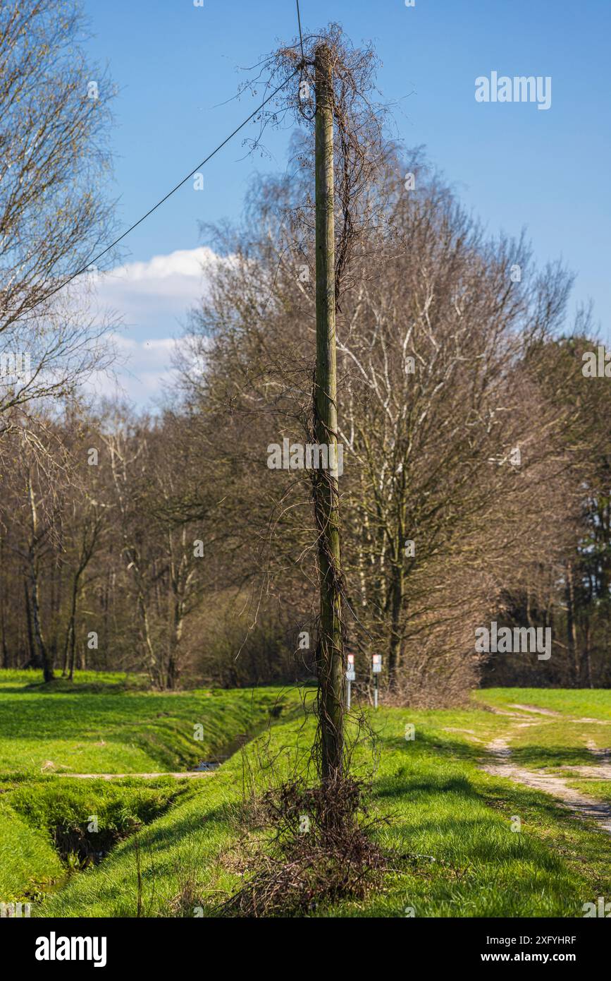 telegraph pole, overgrown, trees, landscape, nature, spring Stock Photo ...