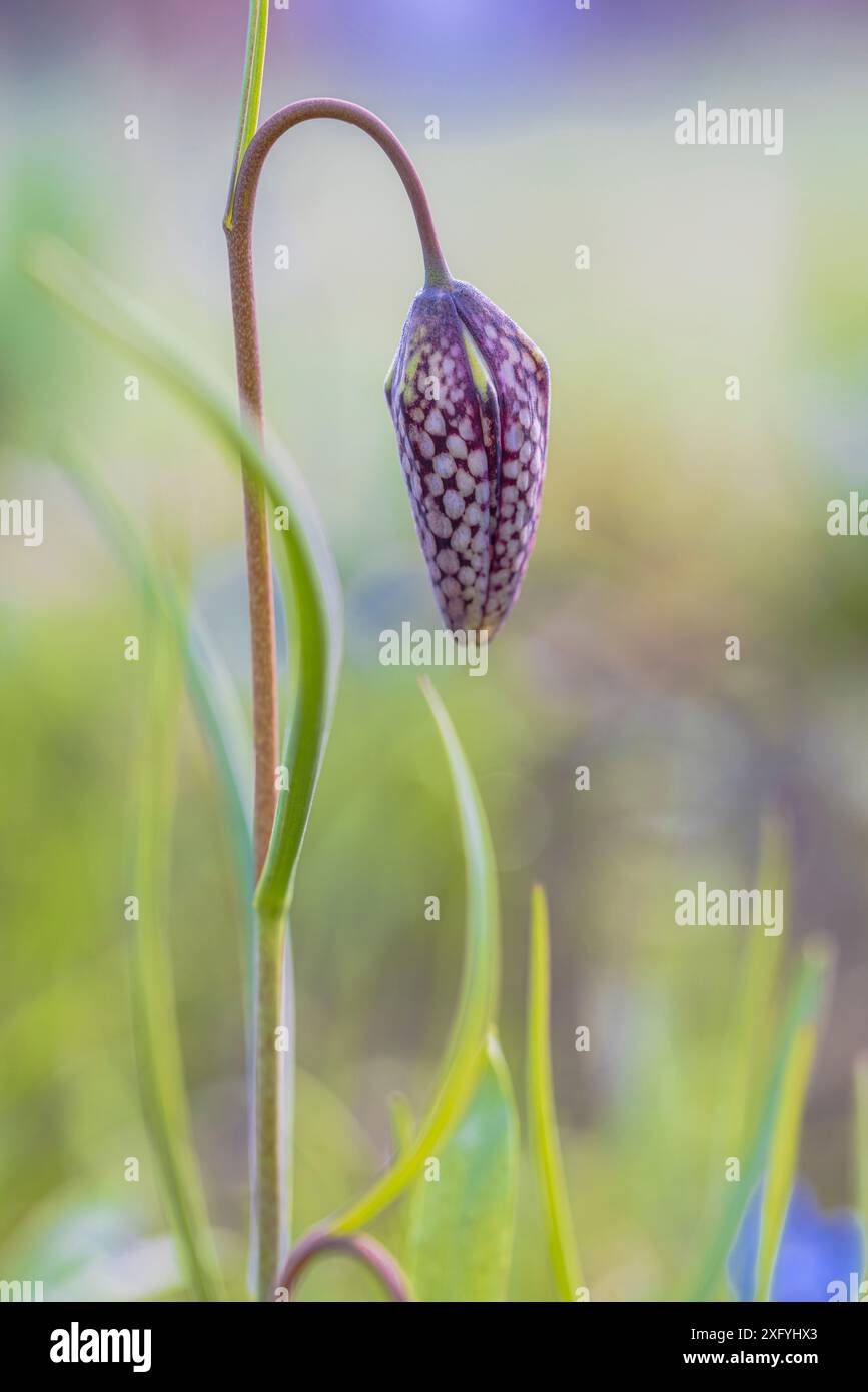 Checkerboard flower in the garden hi-res stock photography and images ...