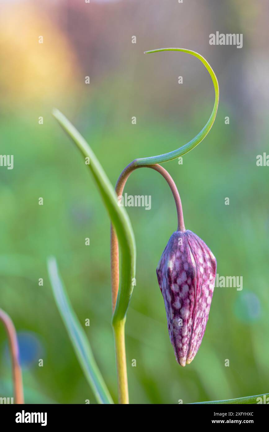 Checkerboard flower blossom hi-res stock photography and images - Alamy