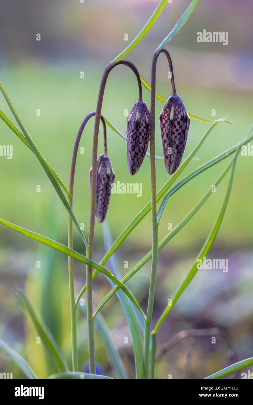 Checkerboard flower in the garden Stock Photo - Alamy