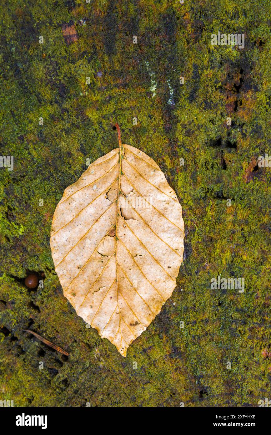 Green on nature hi-res stock photography and images - Alamy