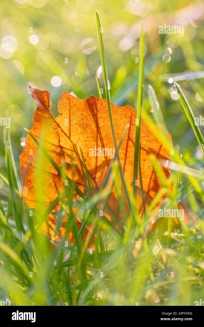 Fallen leaf on forest floor, nature in detail, forest still life Stock ...