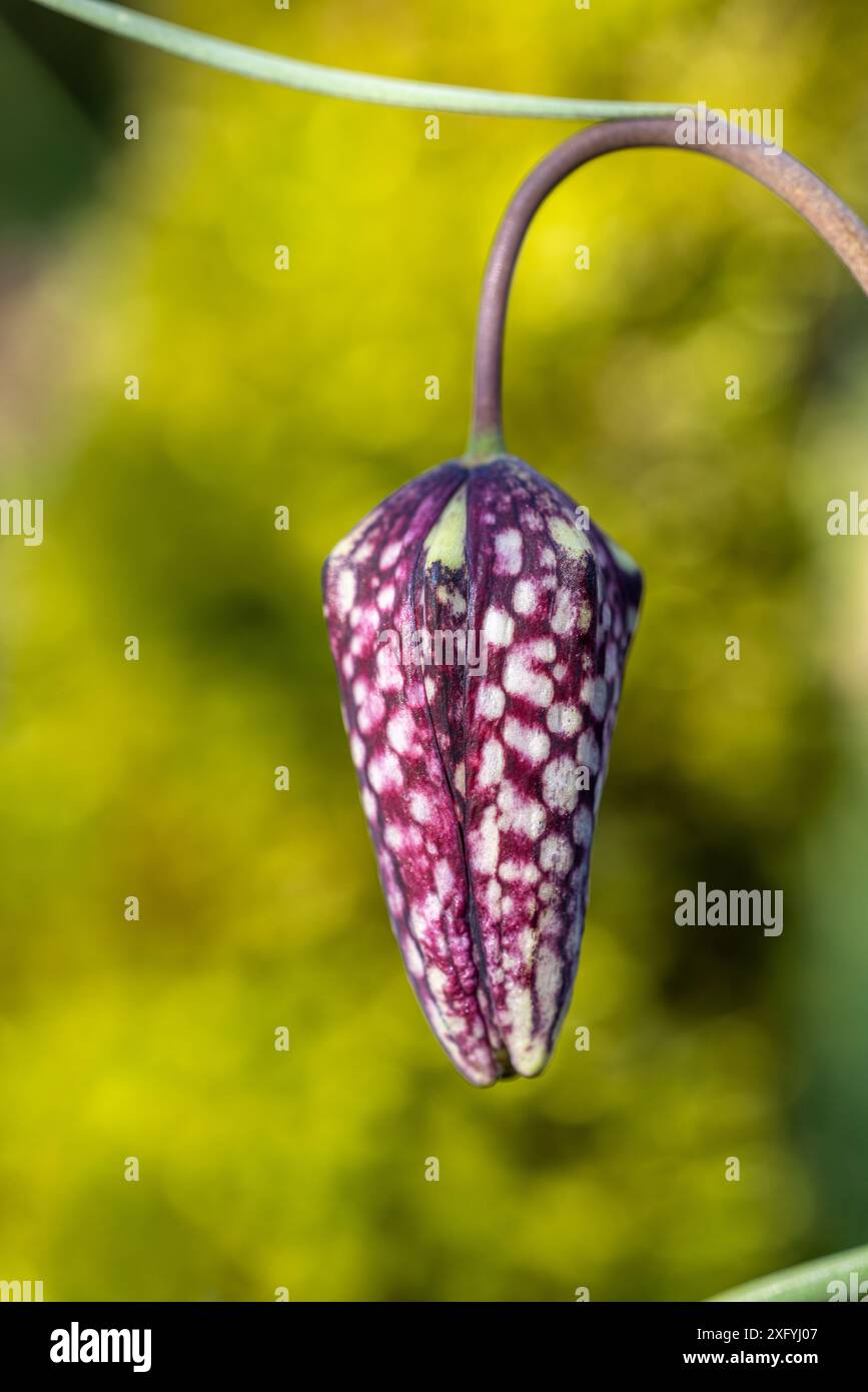 Checkerboard flower hi-res stock photography and images - Alamy