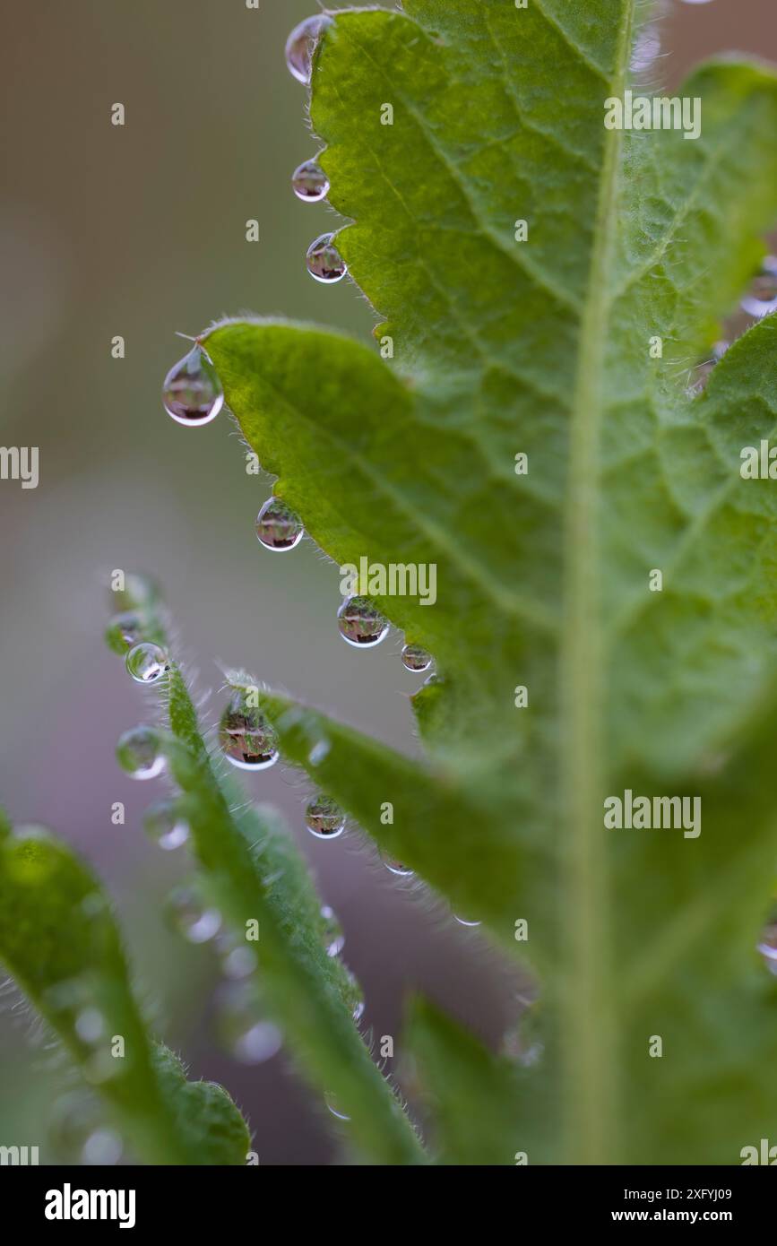 Poppy leaf hi-res stock photography and images - Alamy