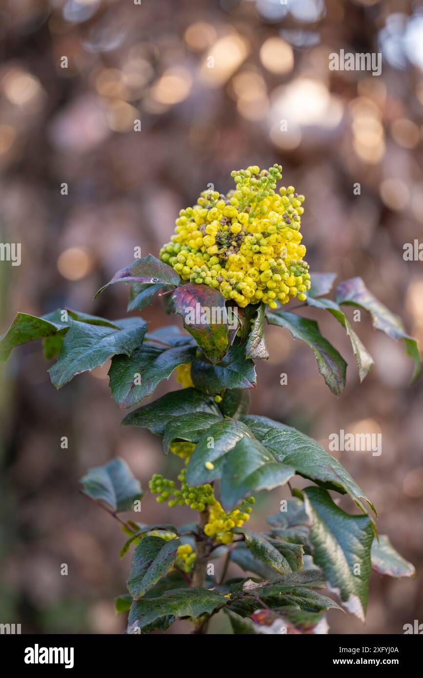 Spring of holly hi-res stock photography and images - Alamy
