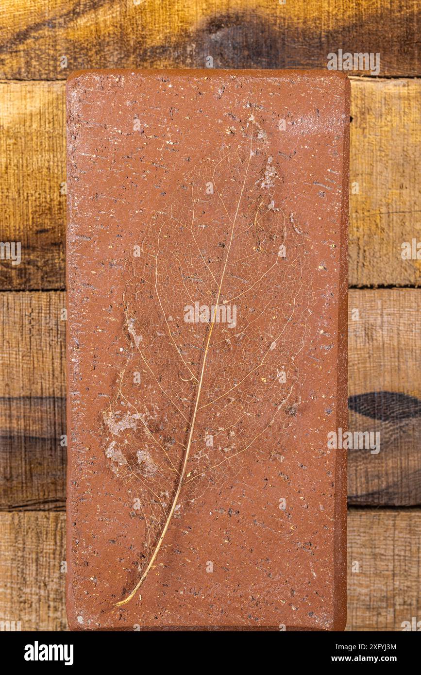 Skeleton of a leaf on paving stone, still life Stock Photo - Alamy