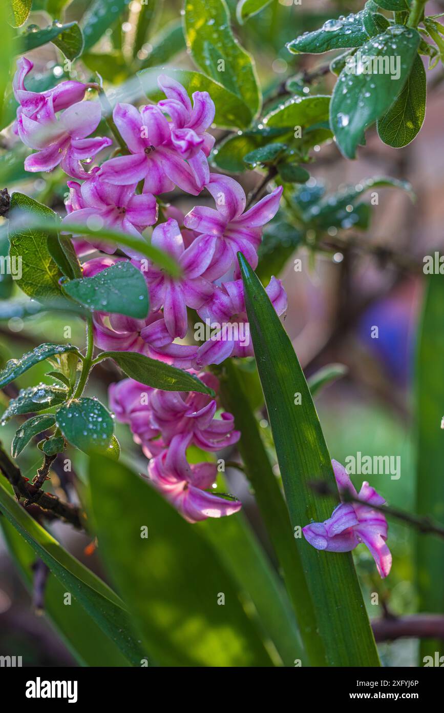 Pink flowered double hyacinth in the garden hi-res stock photography ...