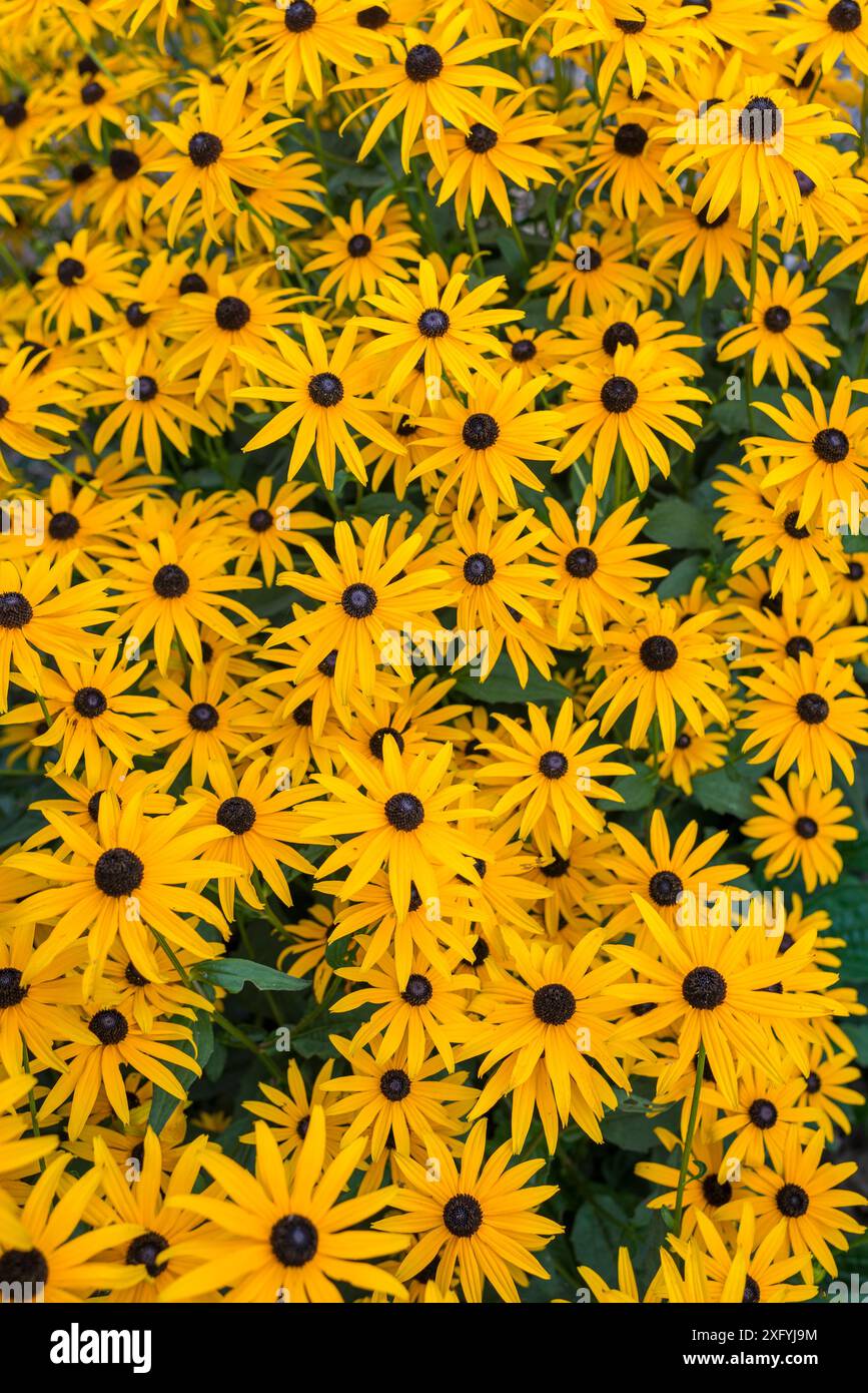 A close-up of vibrant yellow Black-eyed Susan flowers in full bloom ...