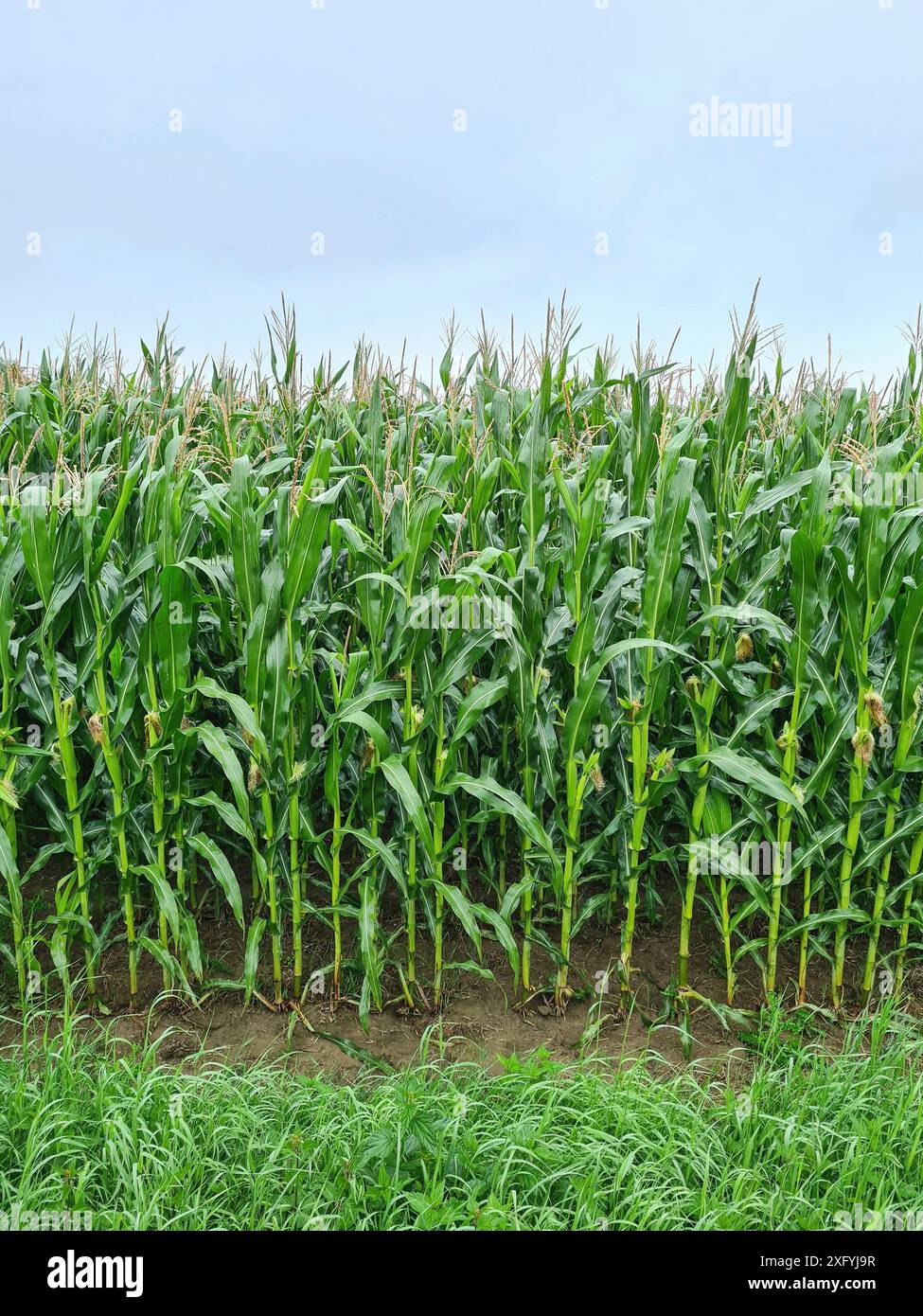 Corn field in a local recreation area, North Rhine-Westphalia, Germany ...