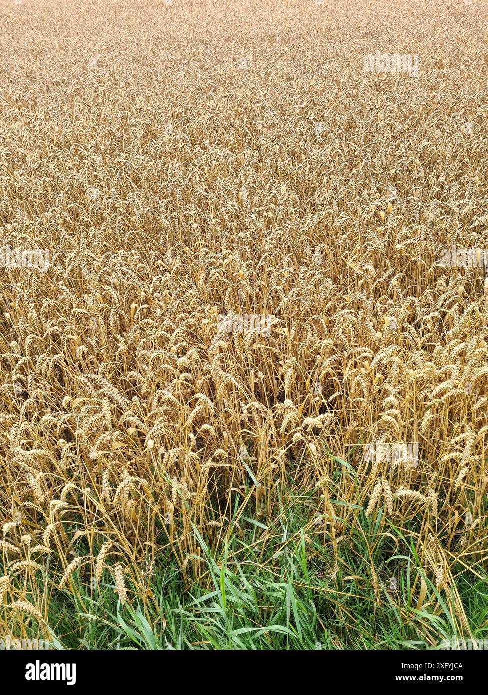 Close-up of ears and stalks of wheat in grain field, cereal crop summer ...