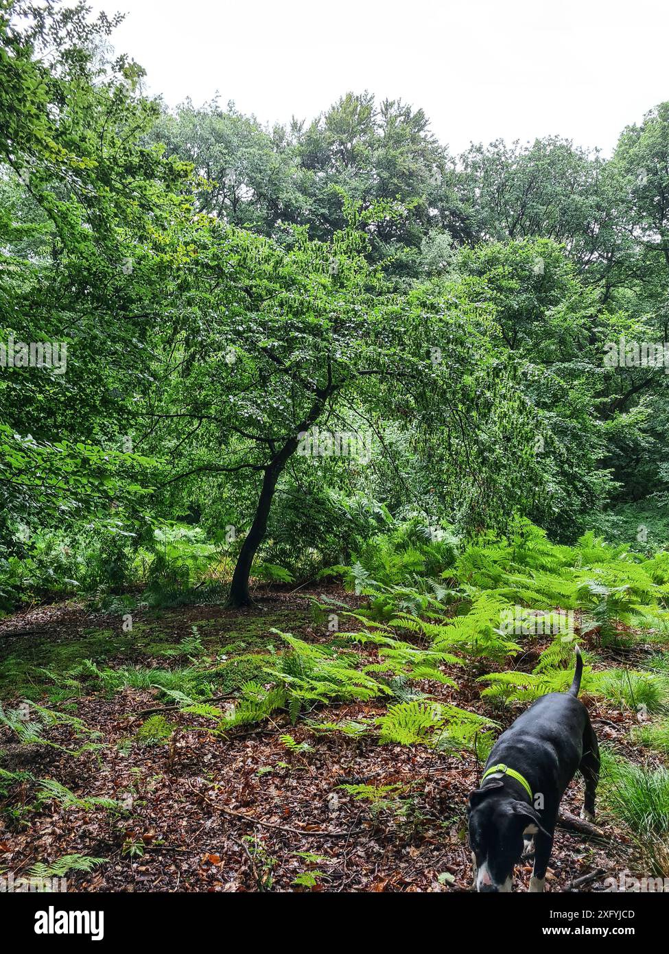 Forest walk with a black dog after a rain shower in a wooded area in ...