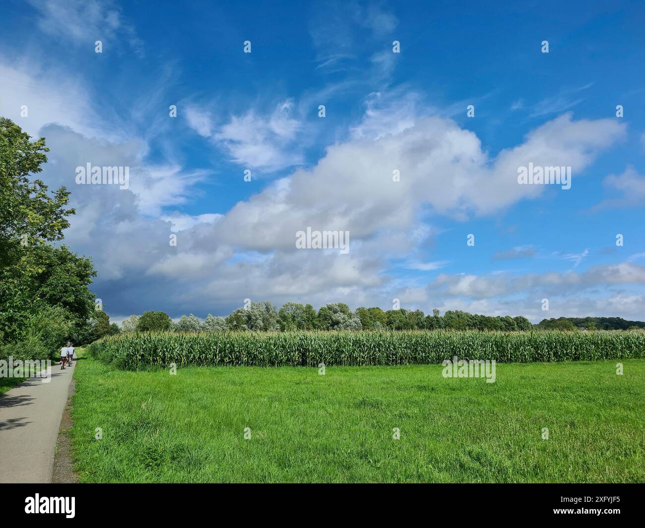 Two young cyclists riding their bikes on a cycle path next to a corn ...