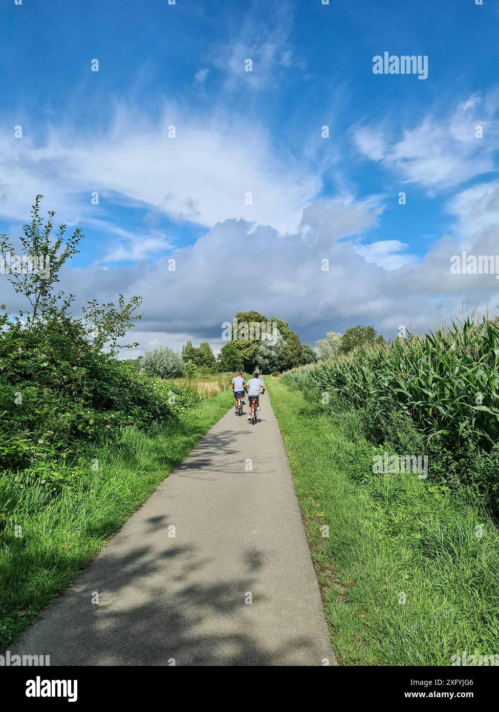 Two young cyclists riding their bikes on a cycle path next to a corn ...
