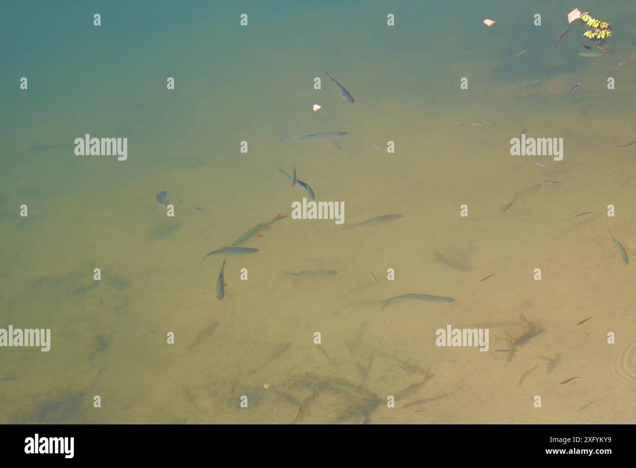 Small freshwater fish swim and play in sunny weather in a pond or in a ...