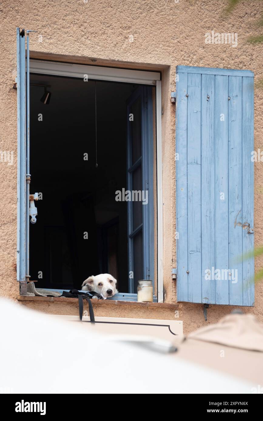 Dog head out of window hi-res stock photography and images - Alamy
