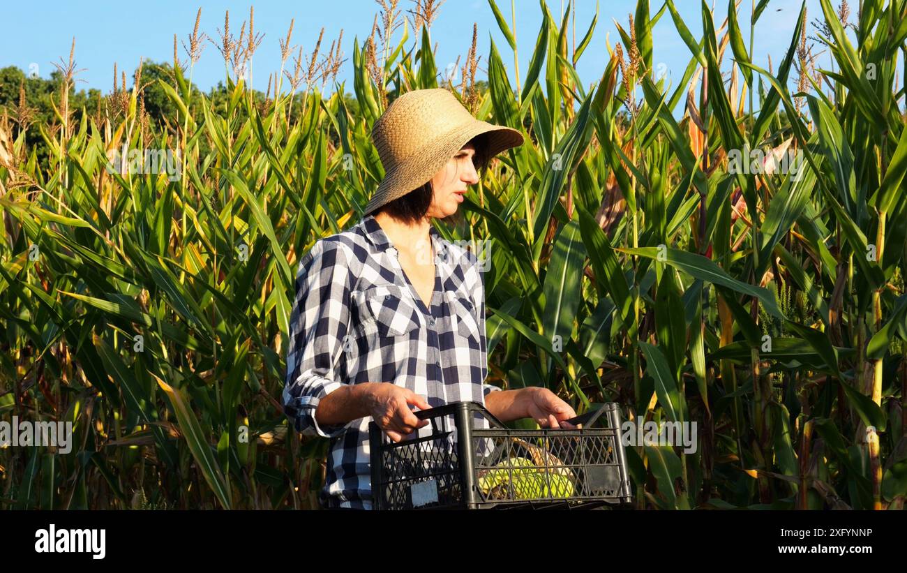 Female farmer with plastic harvest box explores corn stems while going ...