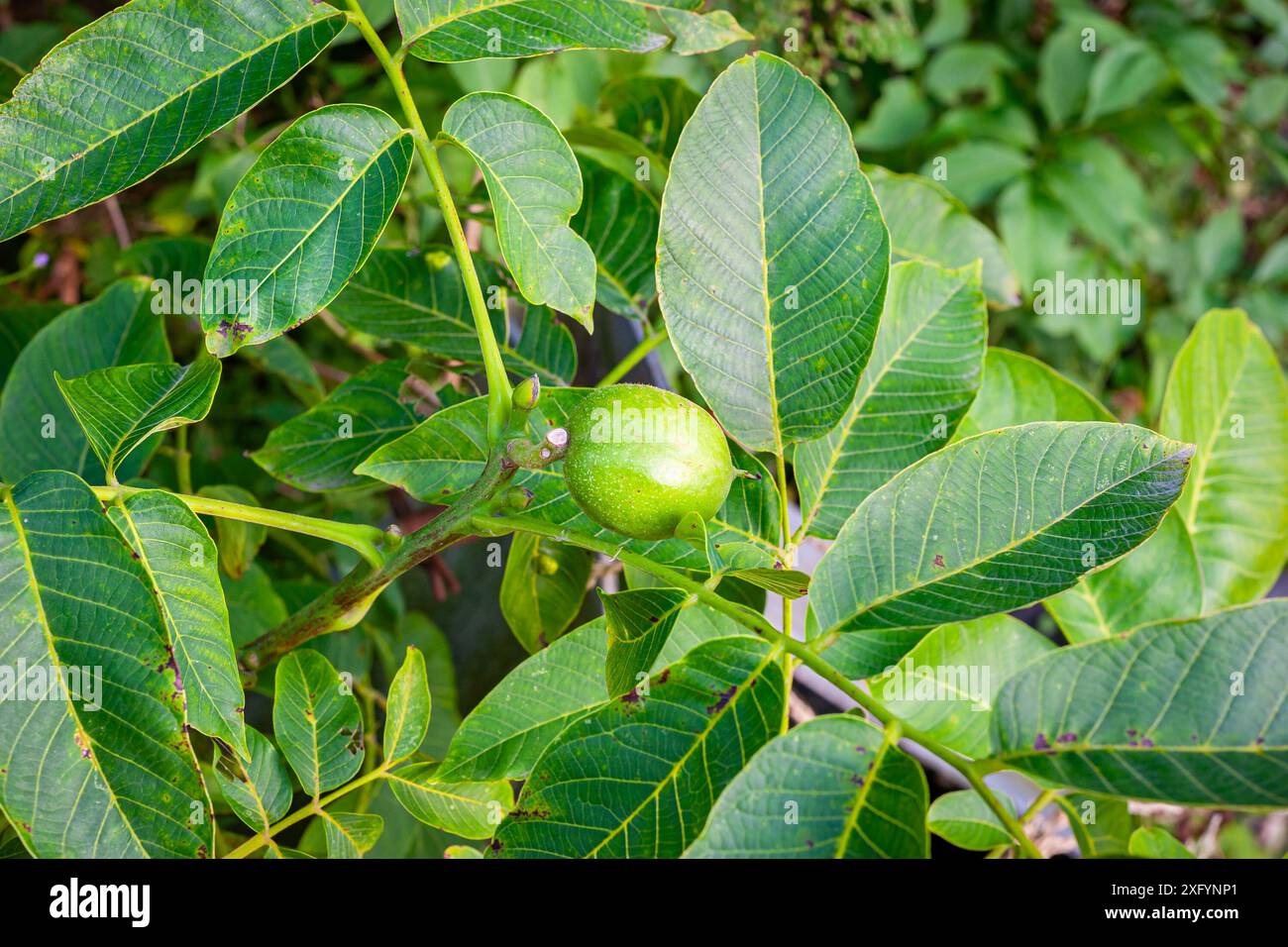 Walnut on a walnut tree (Juglans regia) with beautiful green leaves ...