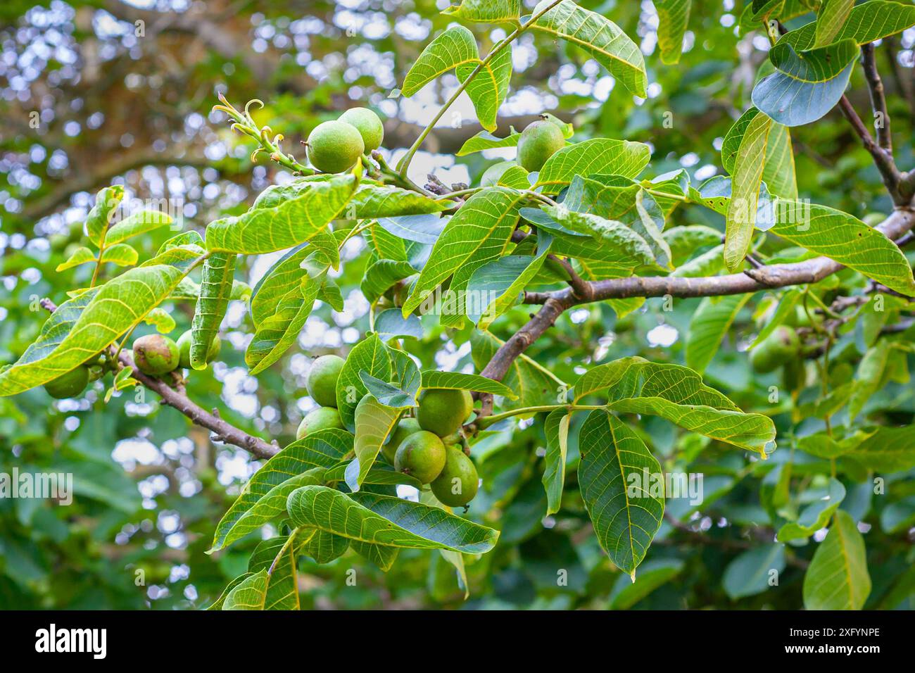 Ripening walnuts on a walnut tree (Juglans regia) with beautiful green ...