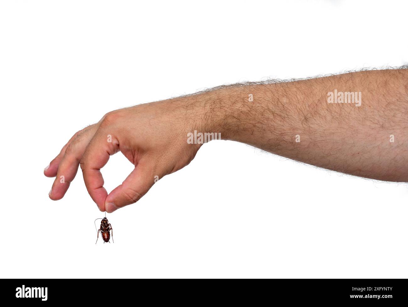 Male hand holding big dead cockroach isolated on white background Stock ...