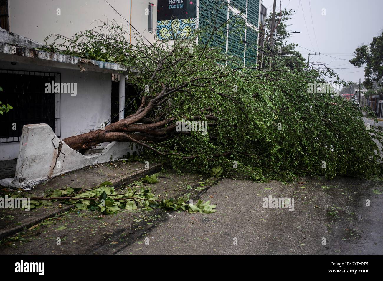 Tulum, Mexico. 05th July, 2024. Fallen trees after the passage of ...