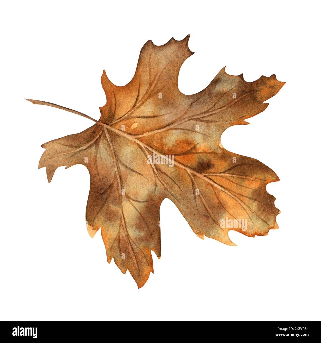 Maple leaf in yellow and orange shades. Watercolor botanical ...